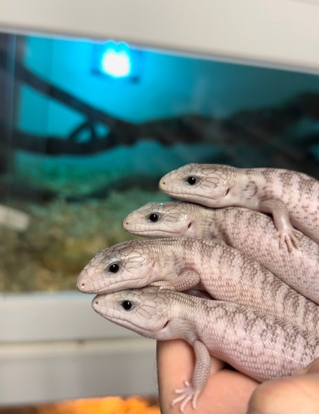 Morph Combos | Joe Ball Blue Tongues
