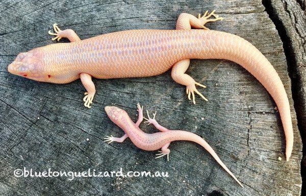 Other Skink Morphs | Joe Ball Blue Tongues