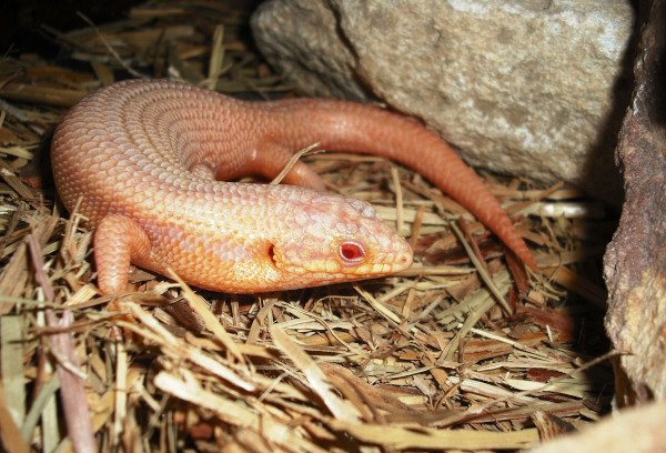 Other Skink Morphs | Joe Ball Blue Tongues