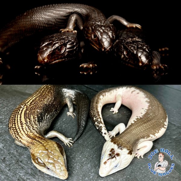 Joe Ball Blue Tongues | Home of the Lava Blue Tongue