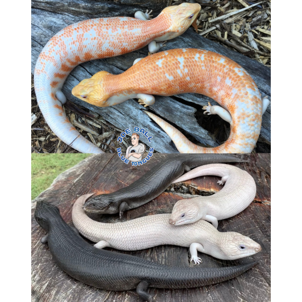 Joe Ball Blue Tongues | Home of the Lava Blue Tongue